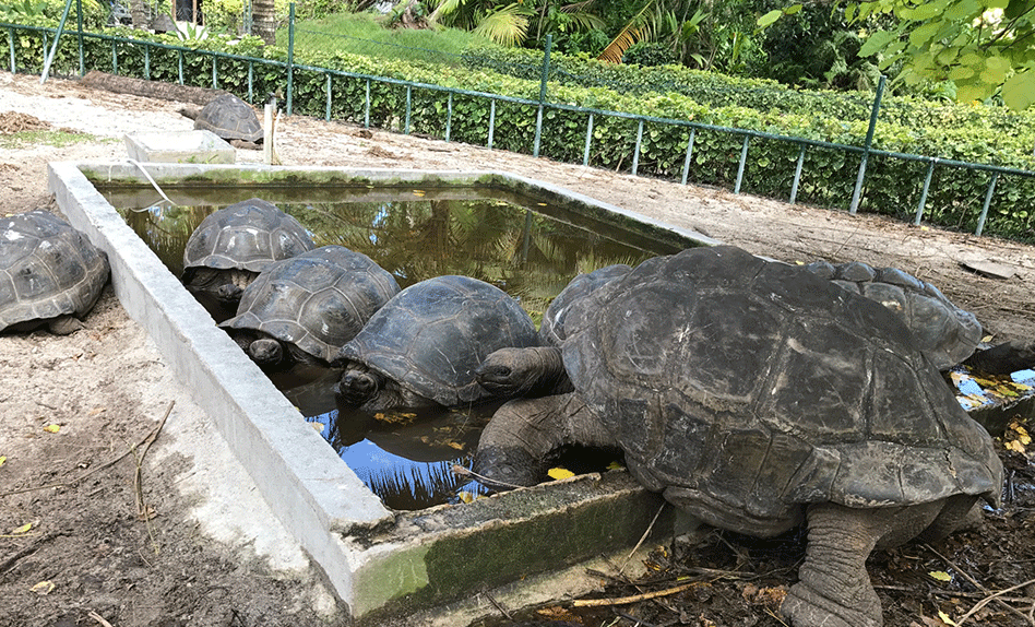 A Turquoise timeline to giant tortoises of North Island, the Seychelles