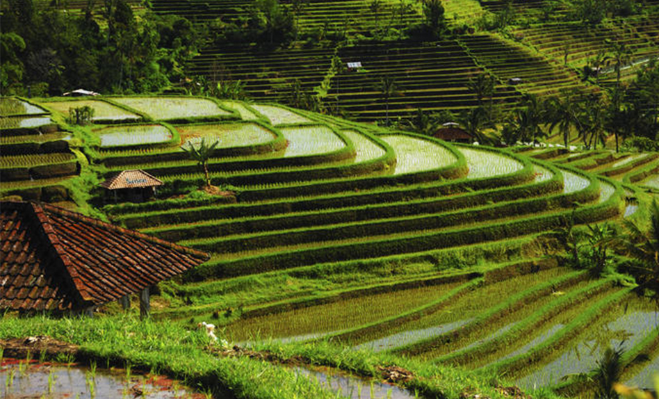 Bali – Enchanting Land of Culture & Incredible Scenery | Turquoise Holidays