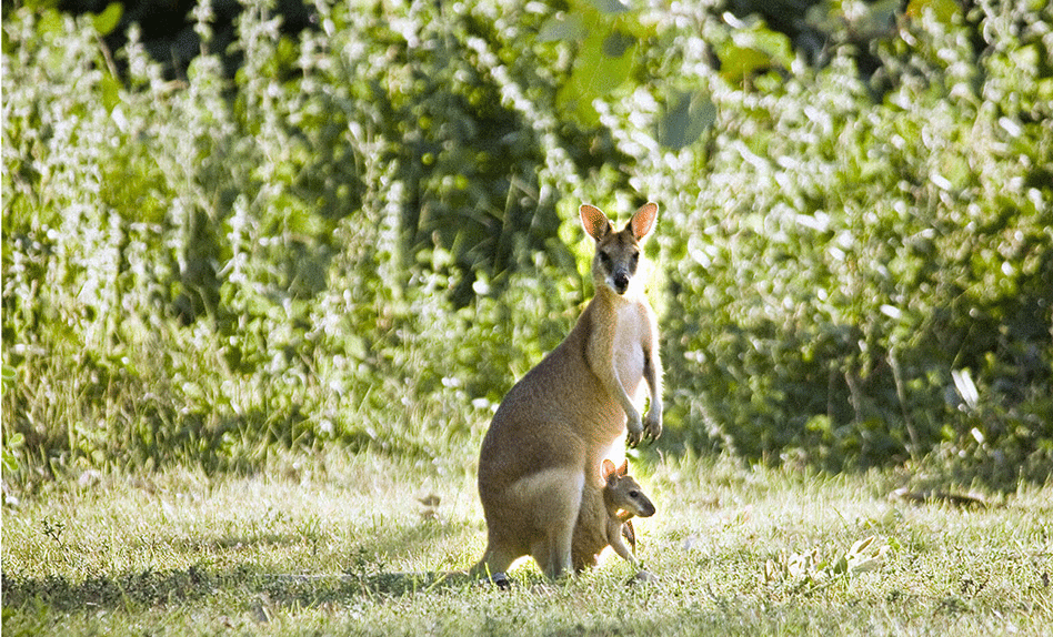 Australia’s Wildlife Guide | Turquoise Holidays | Luxury Holidays