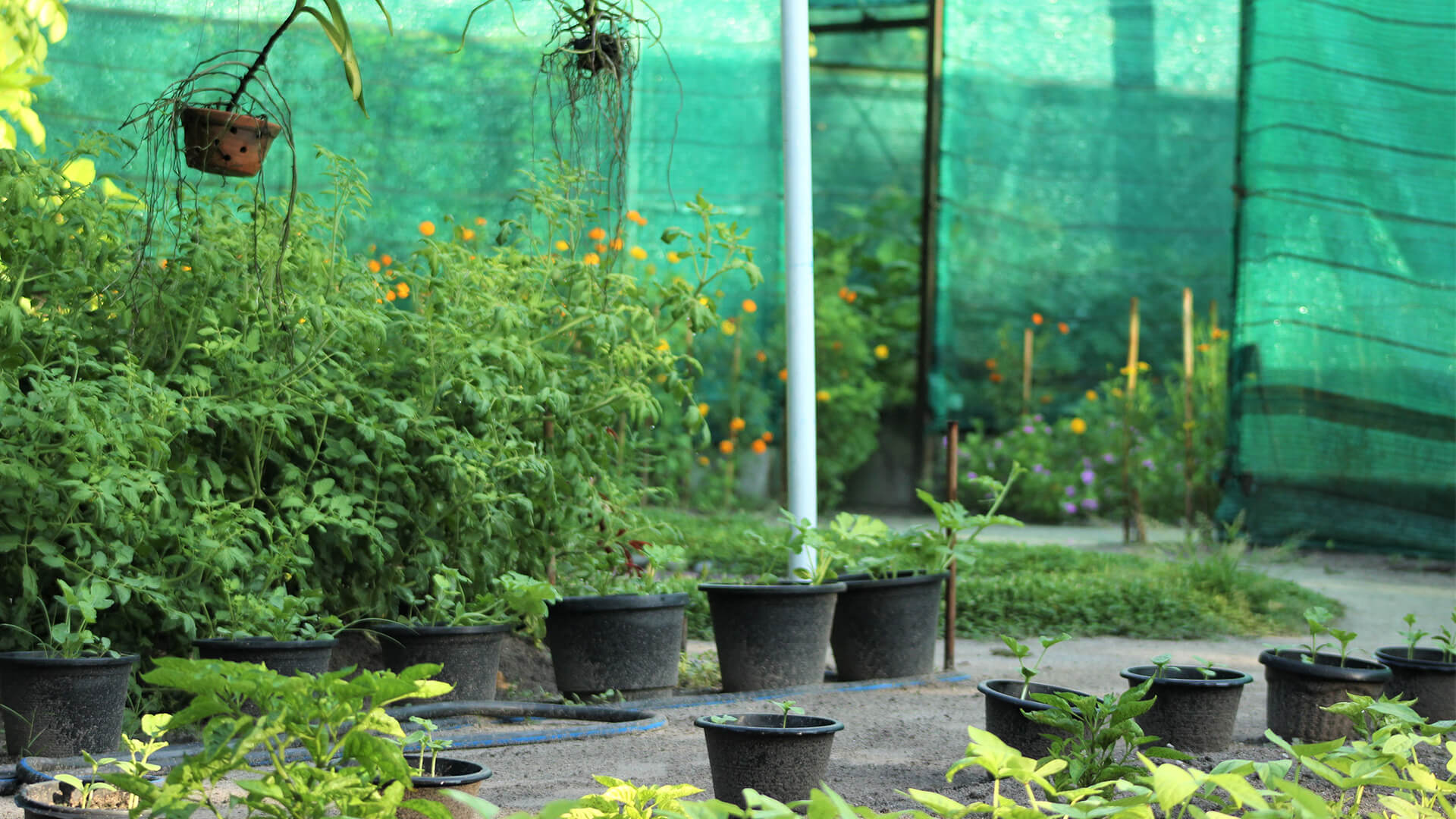 Ayada Maldives Supports Local Farming | Turquoise Holidays