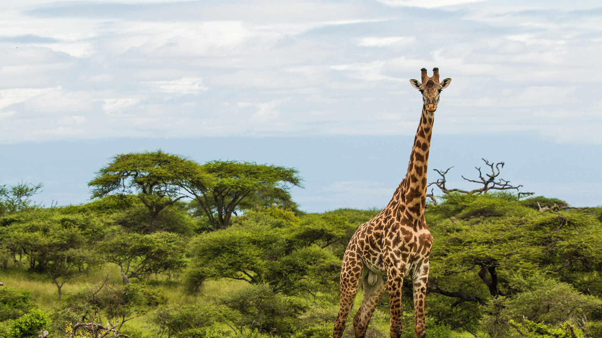 Hakuna Matata: The real-life Lion King I Turquoise Holidays